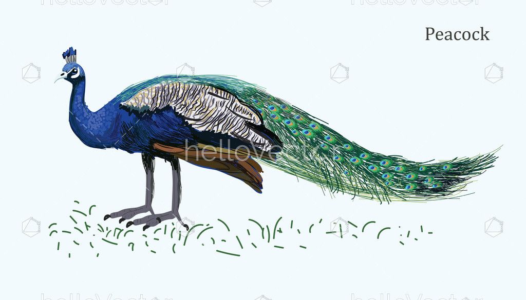 Peacock Bird Illustration - Download Graphics & Vectors