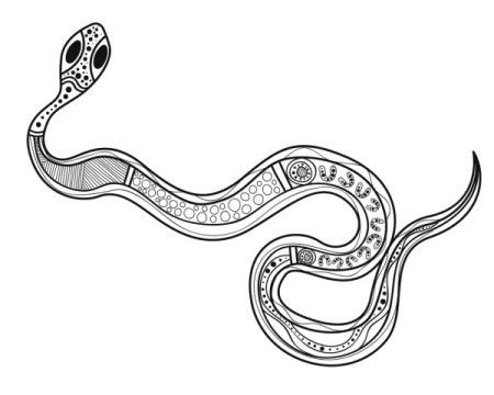 Aboriginal style colorful snake vector tattoo design - Download ...